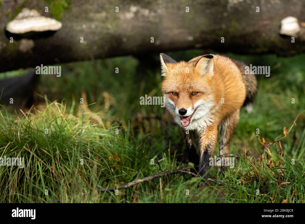 Red fox in the forest Stock Photo - Alamy