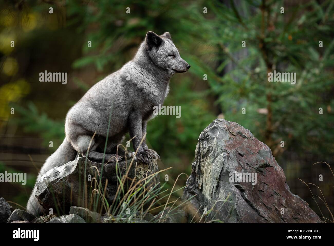 Polar fox on the rock Stock Photo - Alamy