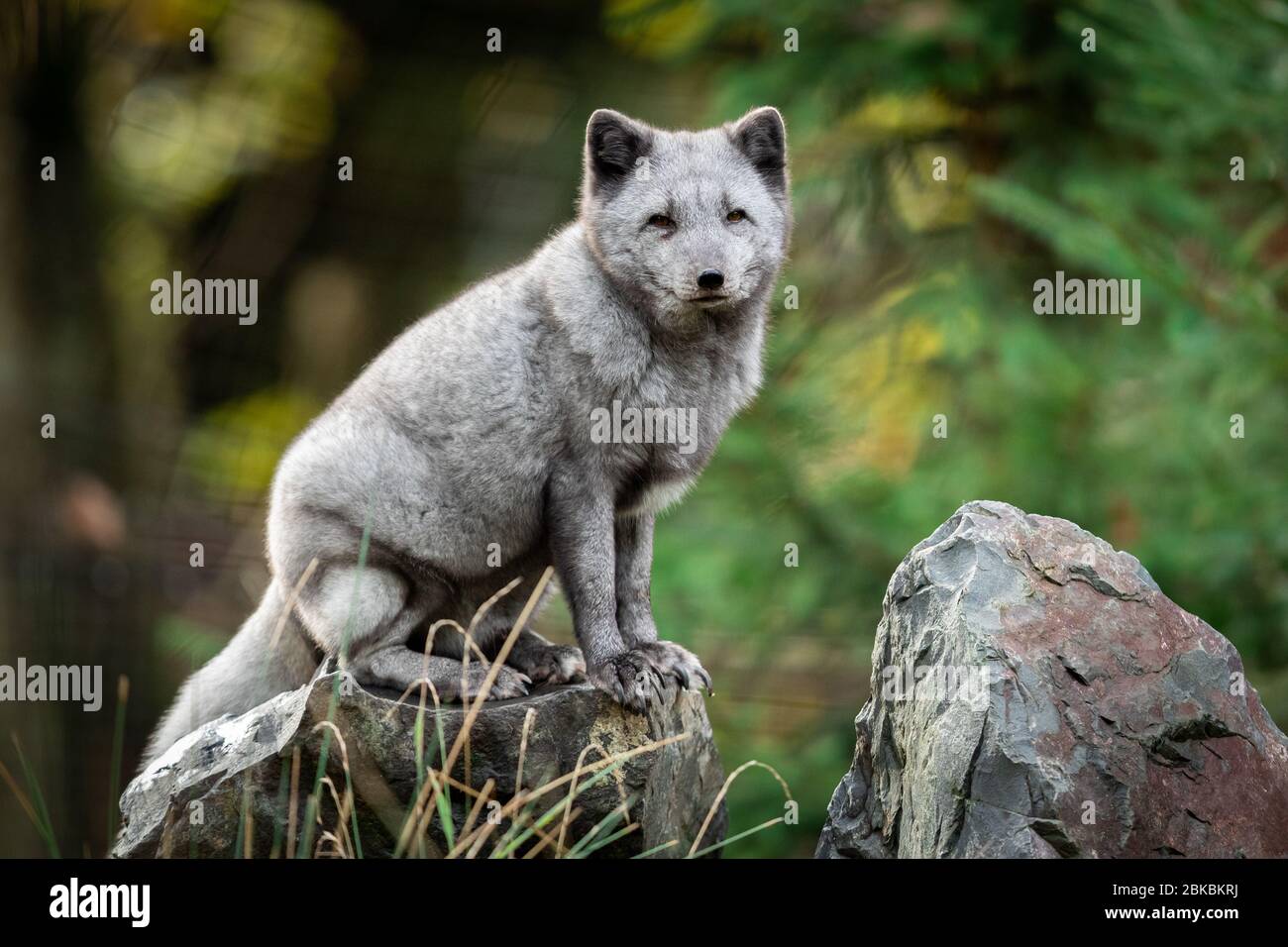 Wolf cub on rock hi-res stock photography and images - Alamy
