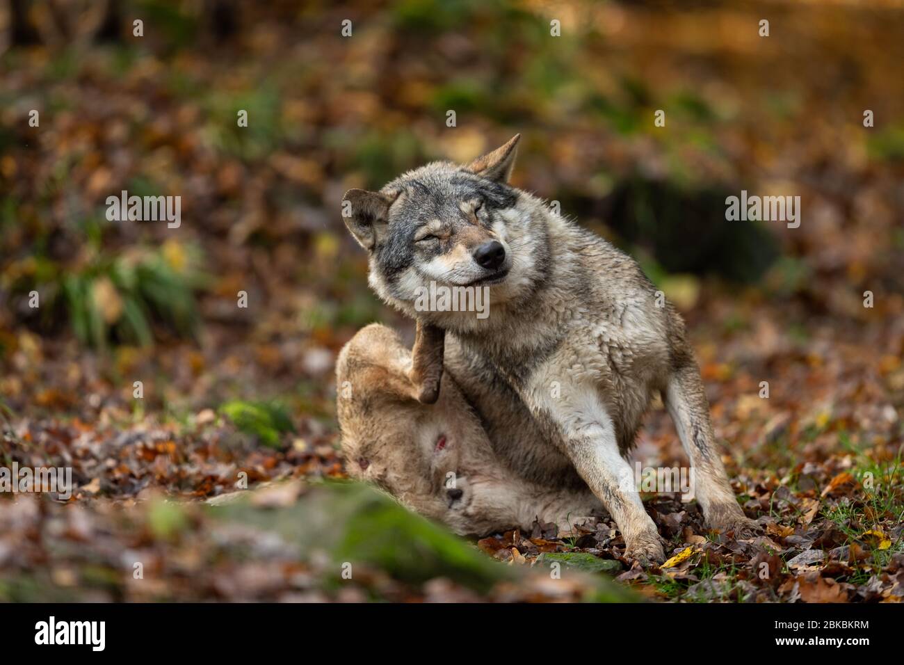 Grey wolf in the forest Stock Photo - Alamy