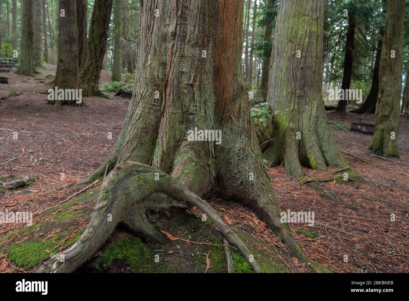 Green roots hi-res stock photography and images - Alamy