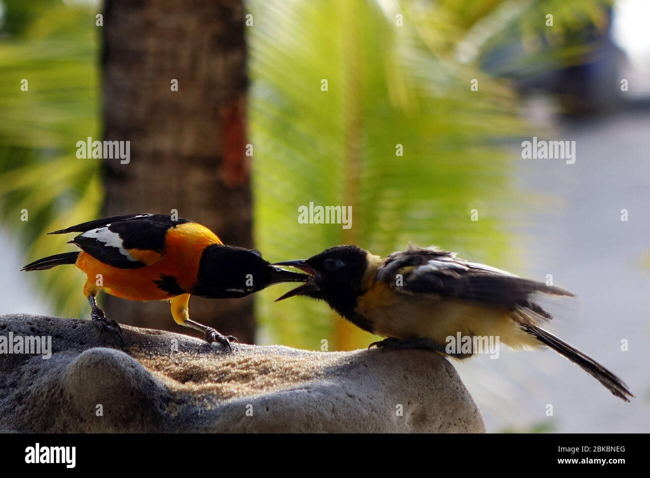 Adult orange trupial feeding a baby bird with brown cane sugar, Bonaire ...