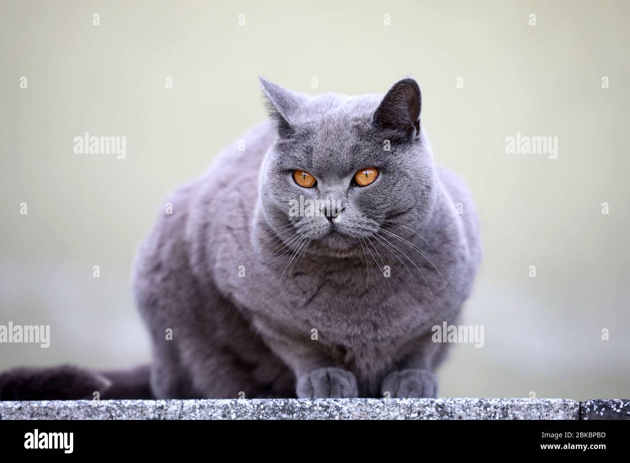 English cat poses for outdoor photos Stock Photo - Alamy