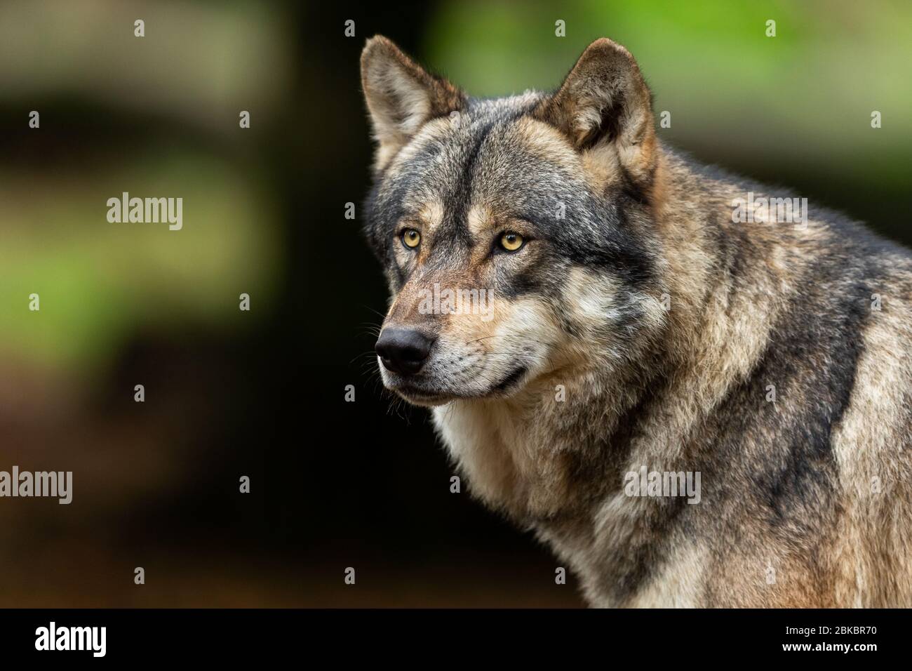 Grey wolf in the forest Stock Photo - Alamy