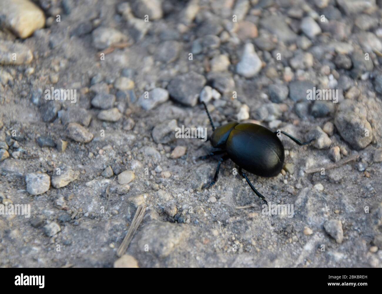 Bloody nosed beetle hi-res stock photography and images - Alamy