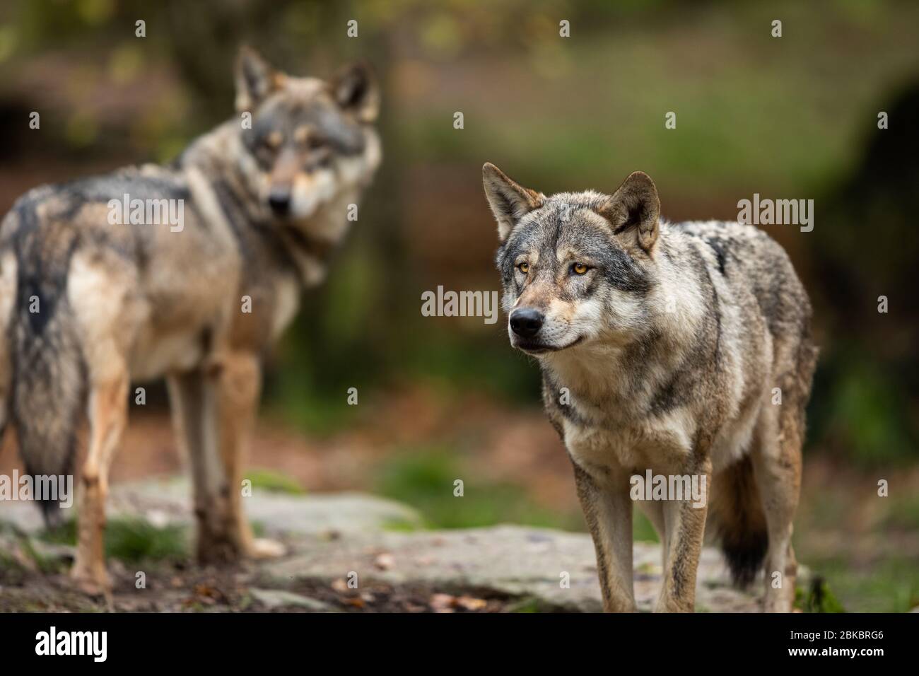 Grey wolf in the forest Stock Photo - Alamy