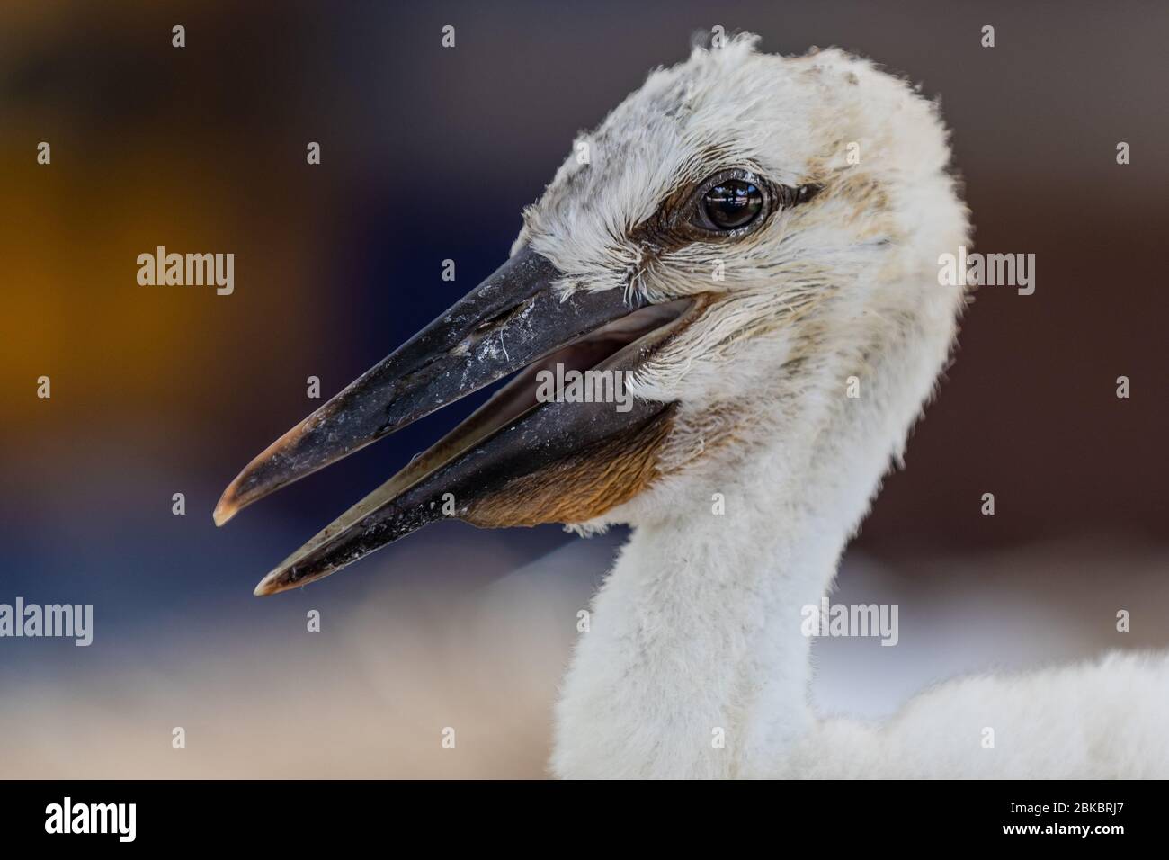 Stork symbol alsace hi-res stock photography and images - Alamy