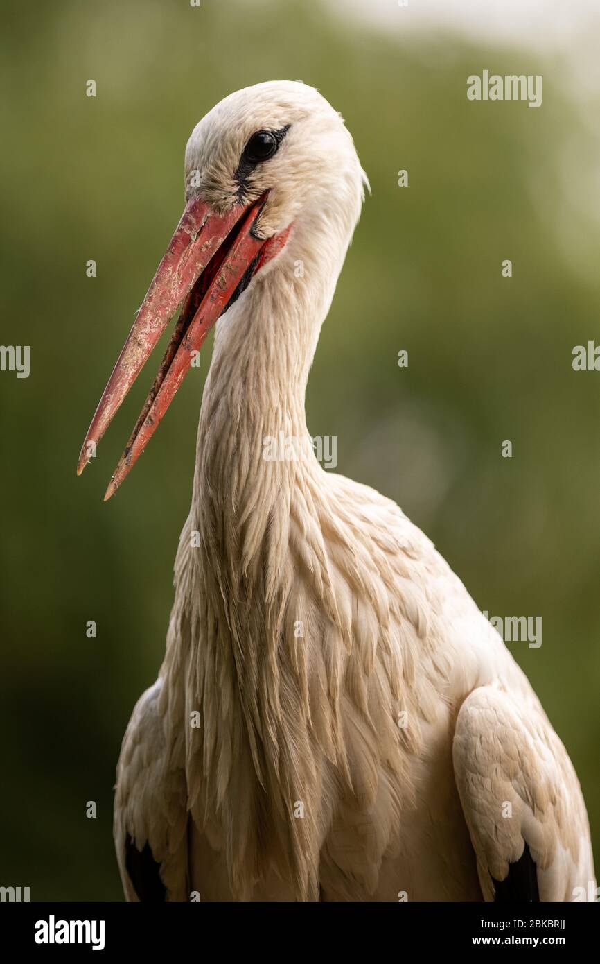 White stork in the forest. Alsace Stock Photo - Alamy