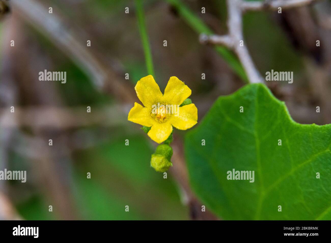 Creeping cucumber (Melothria pendula) macro - Hollywood, Florida, USA ...