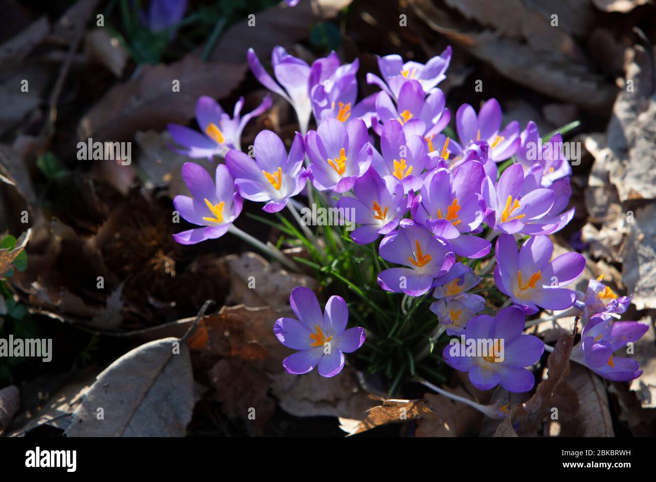 wild crocus flowering in the spring, uk Stock Photo - Alamy