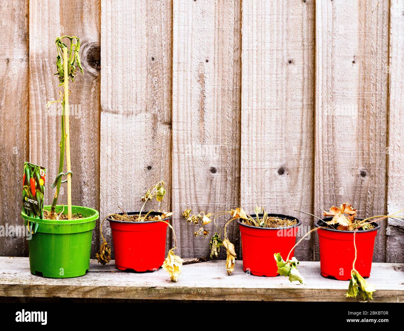 Flower pots with dead plants Stock Photo - Alamy
