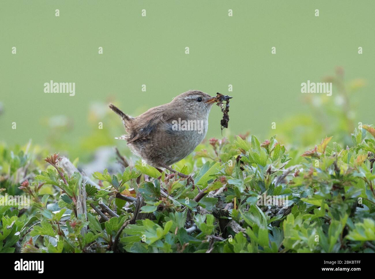 Wrens north yorkshire hi-res stock photography and images - Alamy