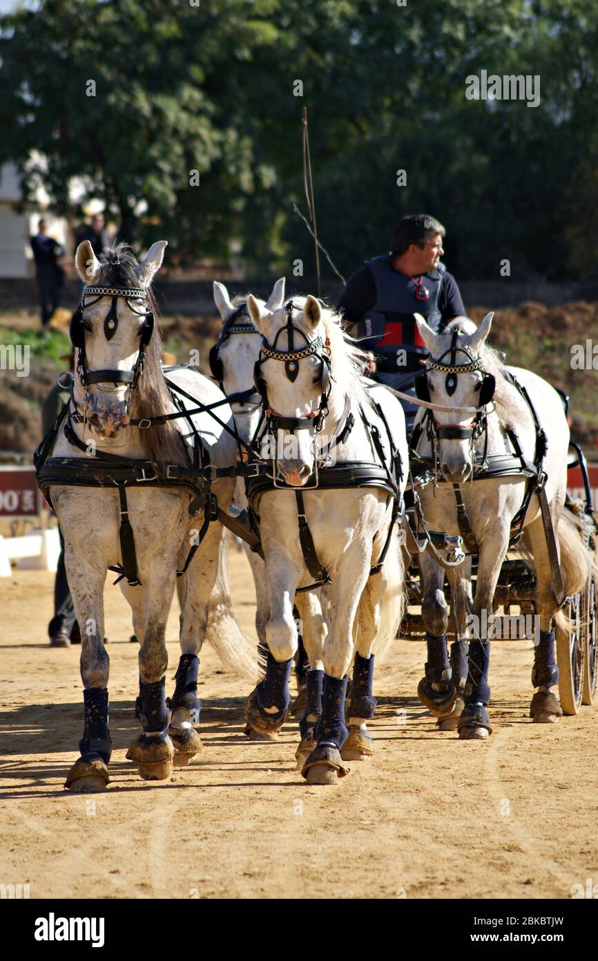 Four in hand horses carriage competition in SICAB 2011 with spanish ...