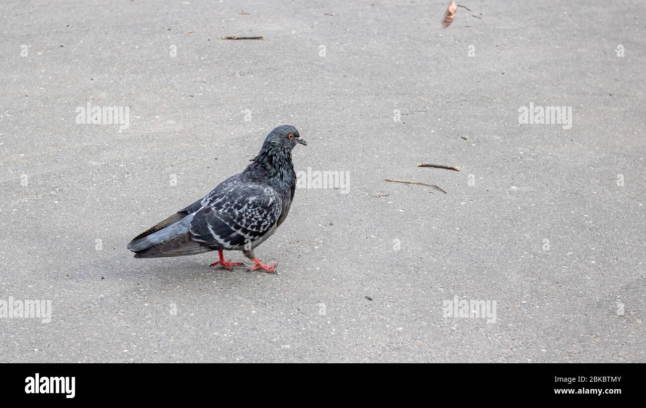Gray dove on the pavement with shadow Stock Photo - Alamy