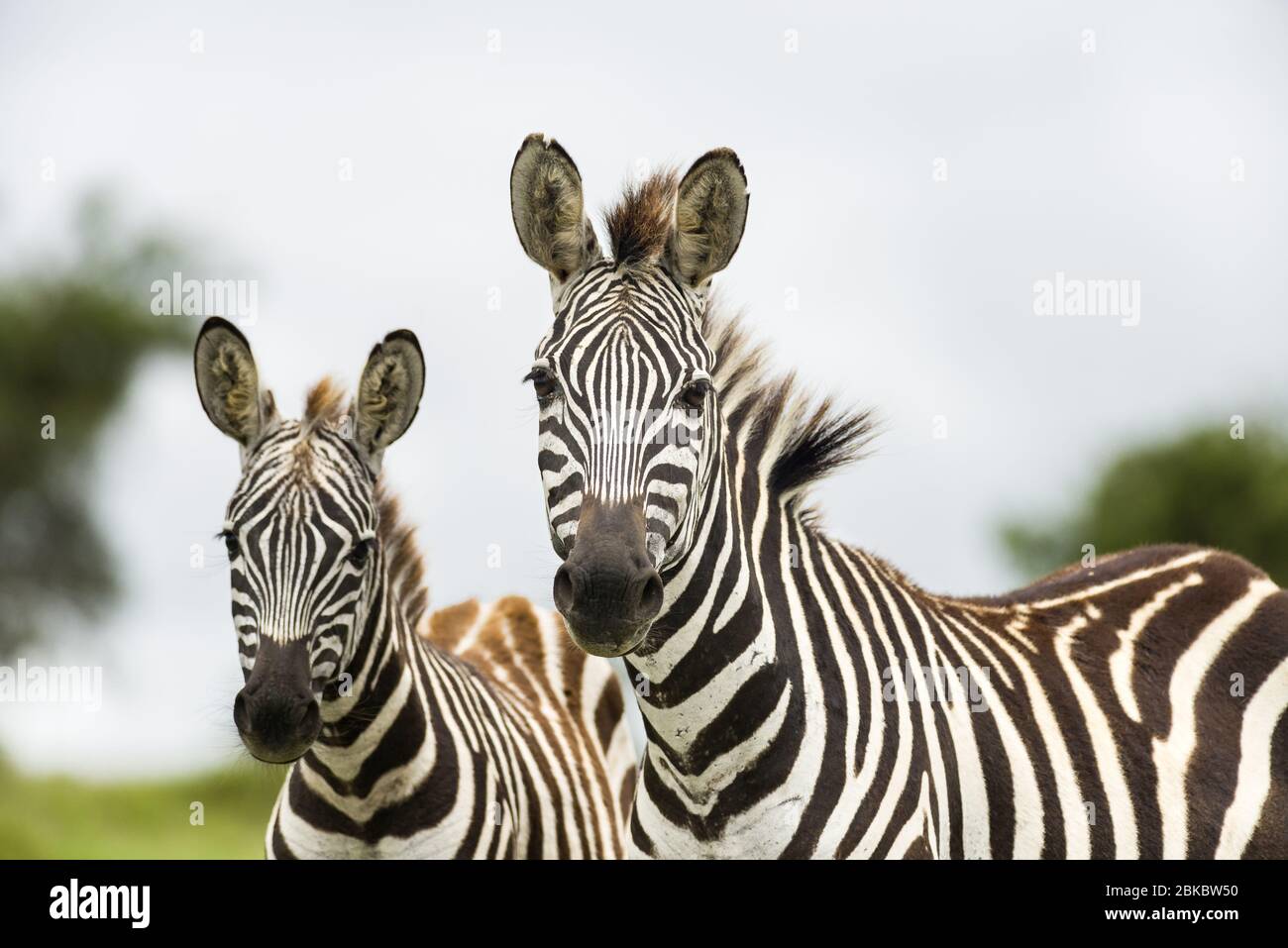 Common plains zebra equus quagga hi-res stock photography and images ...