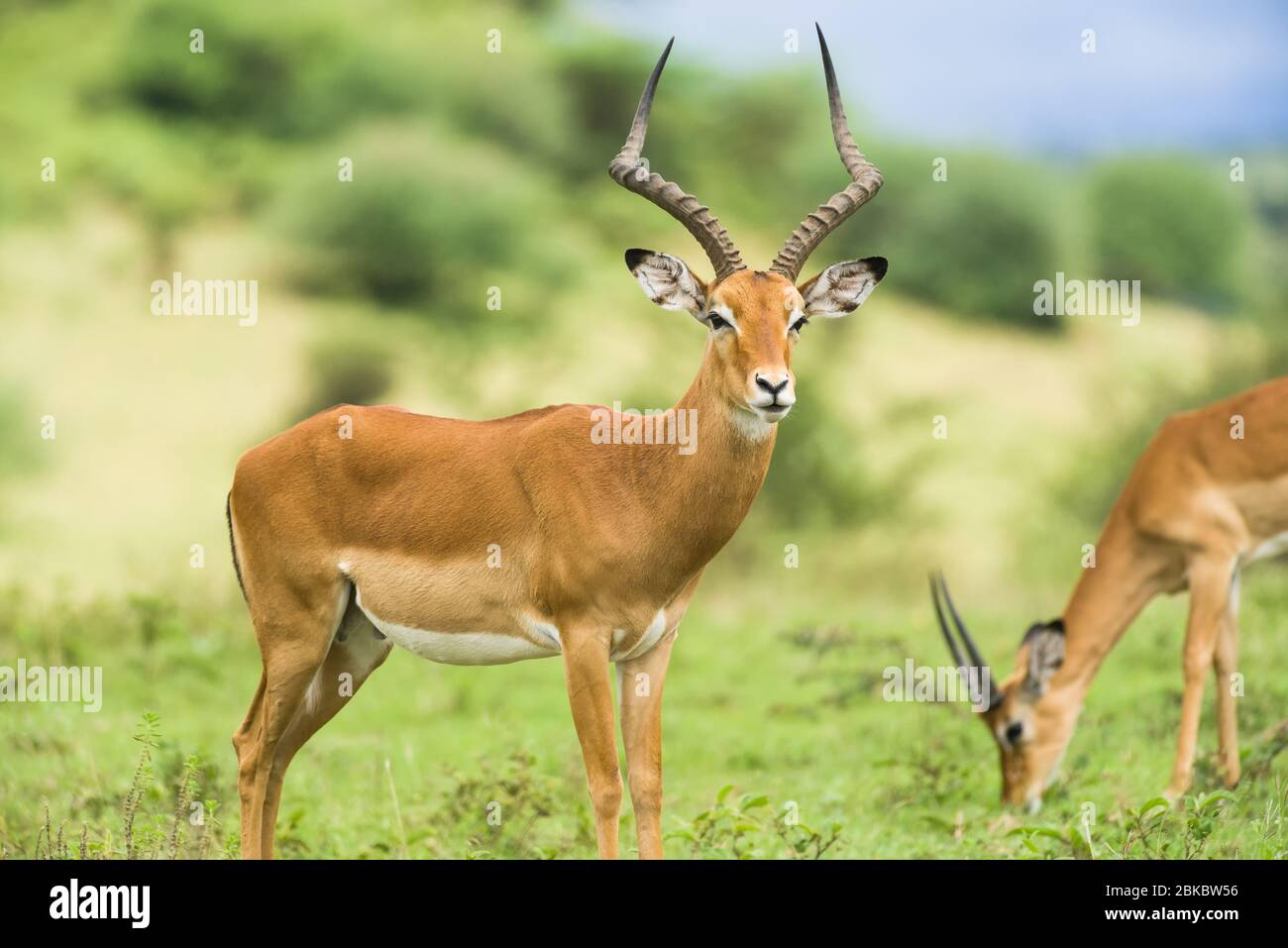 A male common Impala ram (Aepyceros melampus) with large horns standing ...
