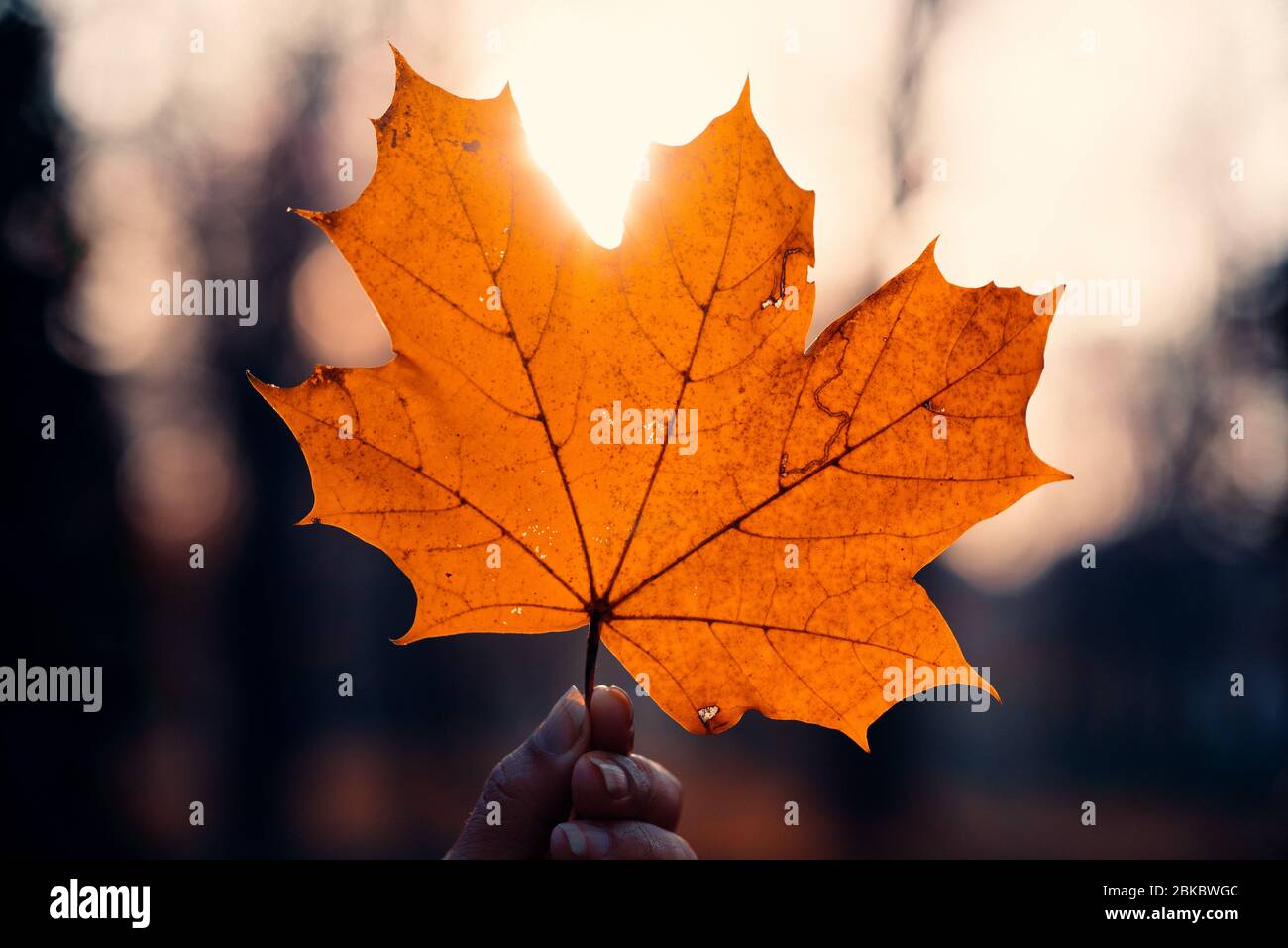 Single leaf in fall color in sunlight hi-res stock photography and ...