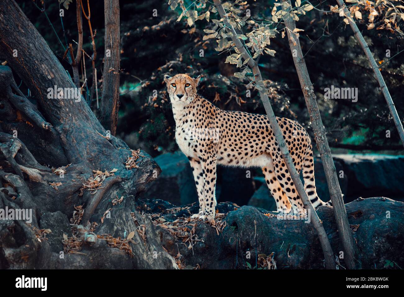 Unique portrait of the Cheetah on the tree in the wild looking to the ...
