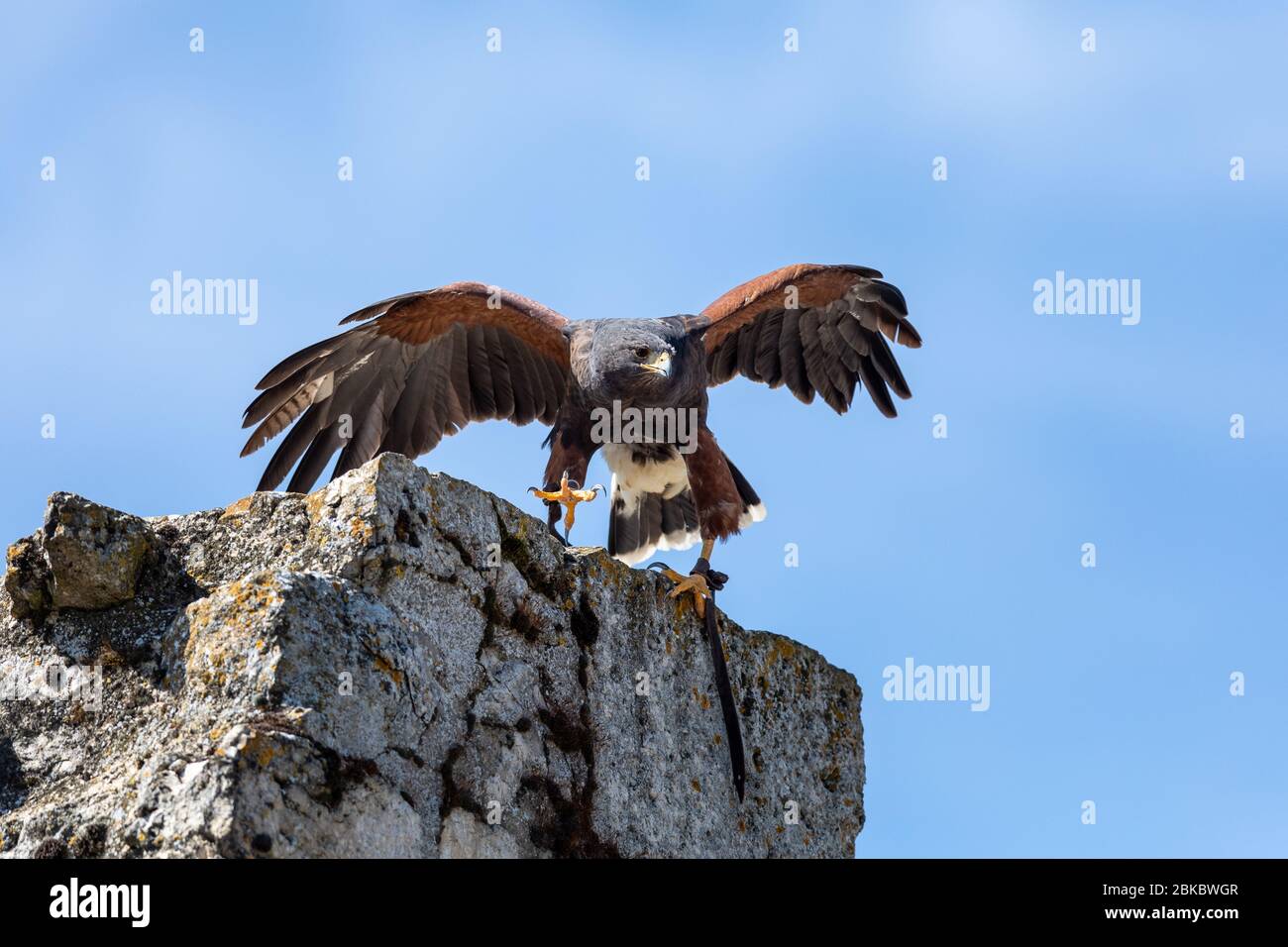 Birds of prey in france hi-res stock photography and images - Alamy