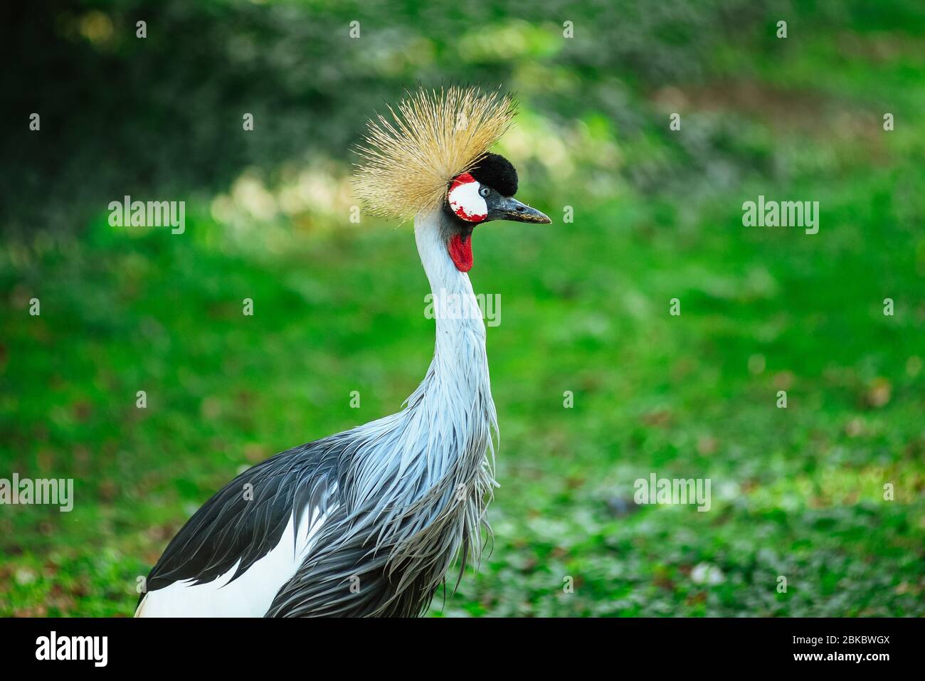 Portrait of the colorful Crane bird in the wild Stock Photo - Alamy