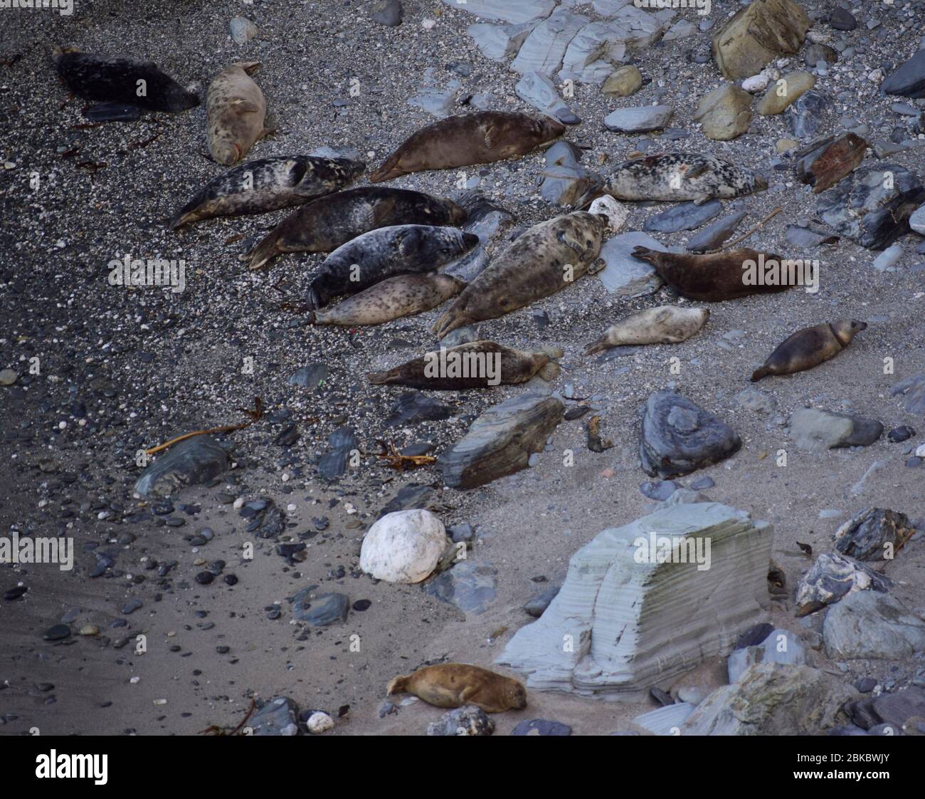 Colony of seals - Cornwall Stock Photo - Alamy
