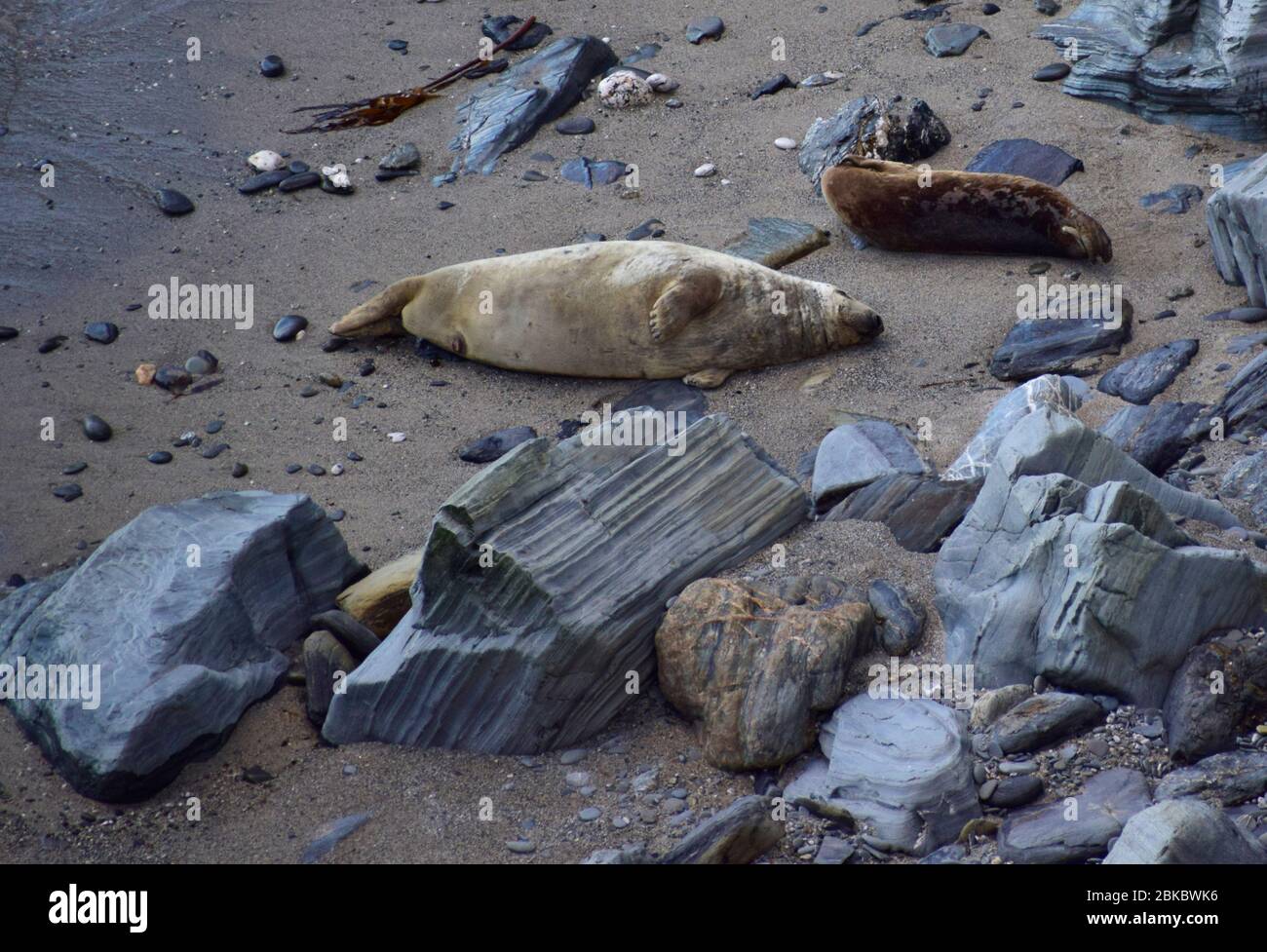 Two grey seals resting - Cornwall Stock Photo - Alamy