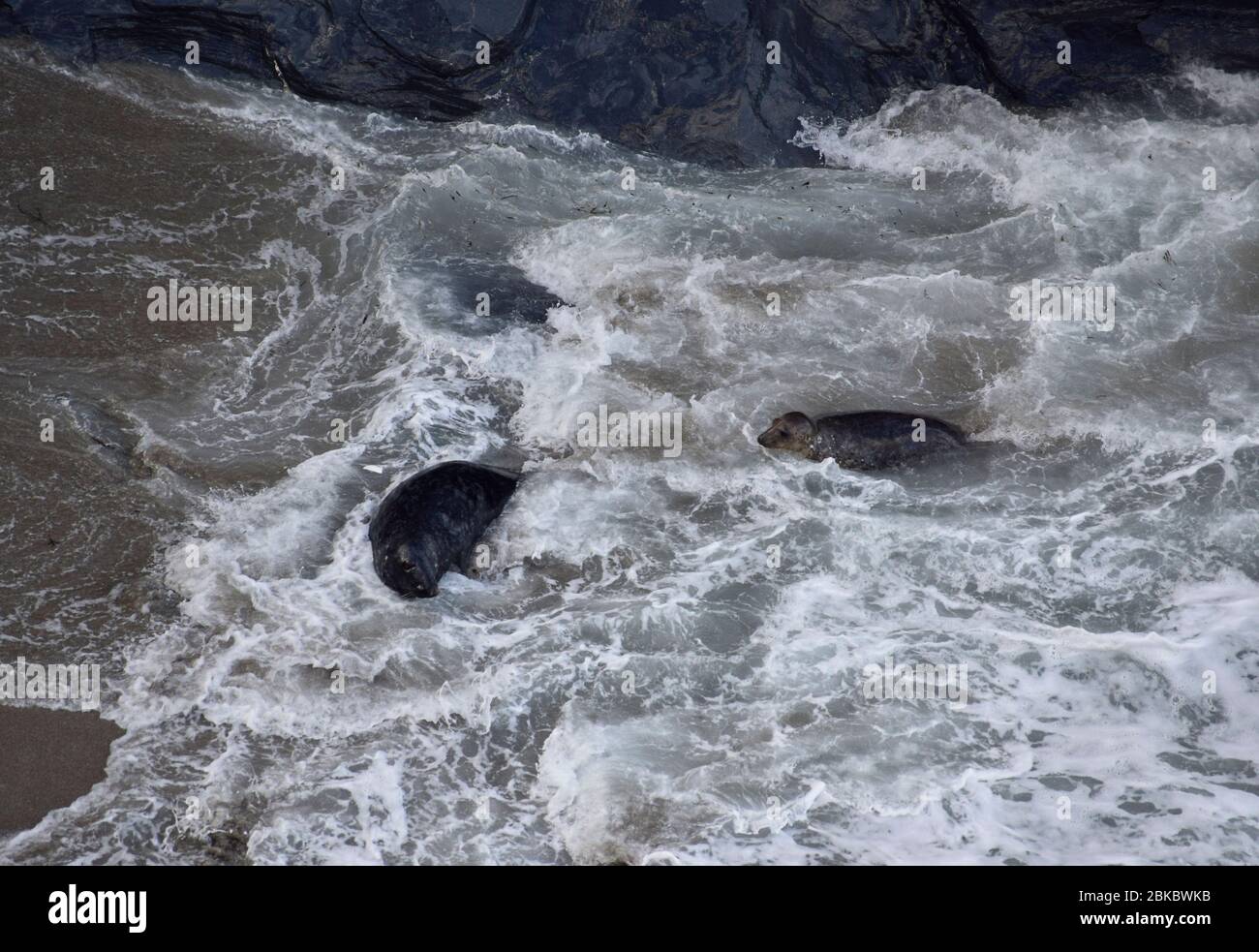 Two grey seals in the sea - Cornwall Stock Photo - Alamy