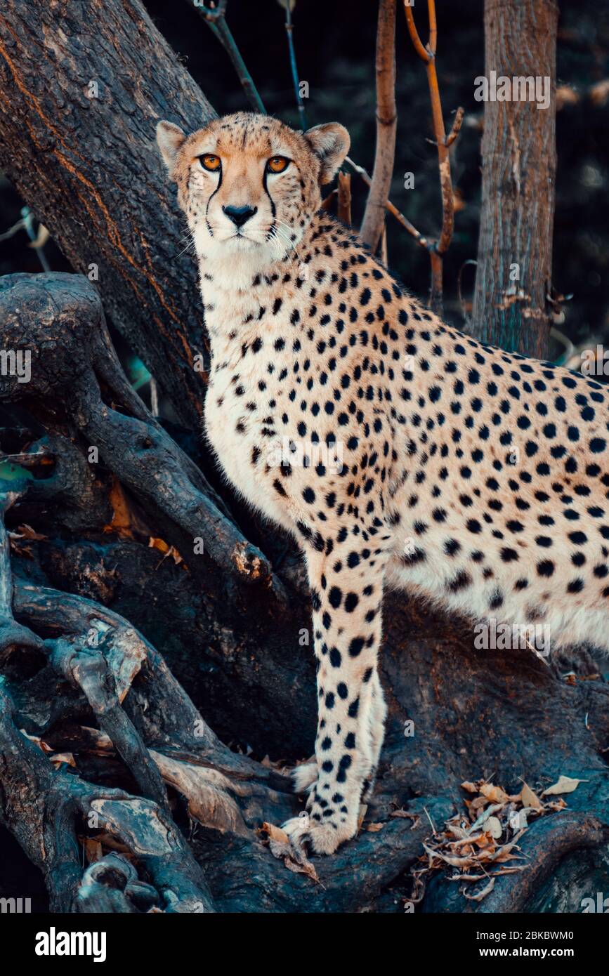 Unique portrait of the Cheetah on the tree in the wild looking to the ...