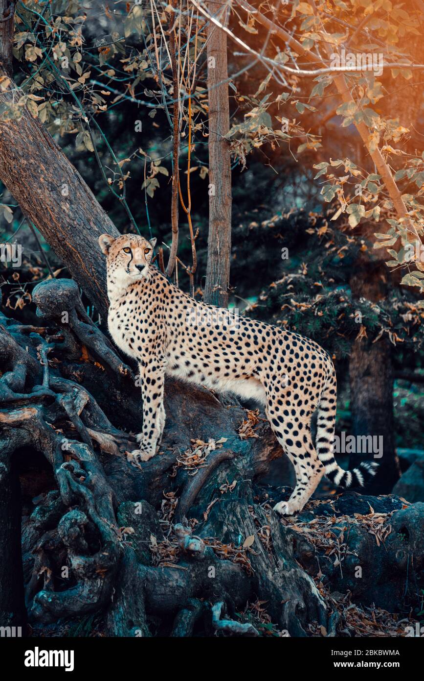 Unique portrait of the Cheetah on the tree in the wild looking to the ...