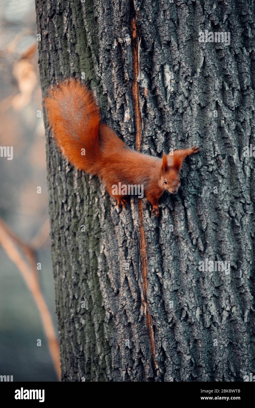 Red Squirrel on the oak tree holding to the wood bark Stock Photo - Alamy