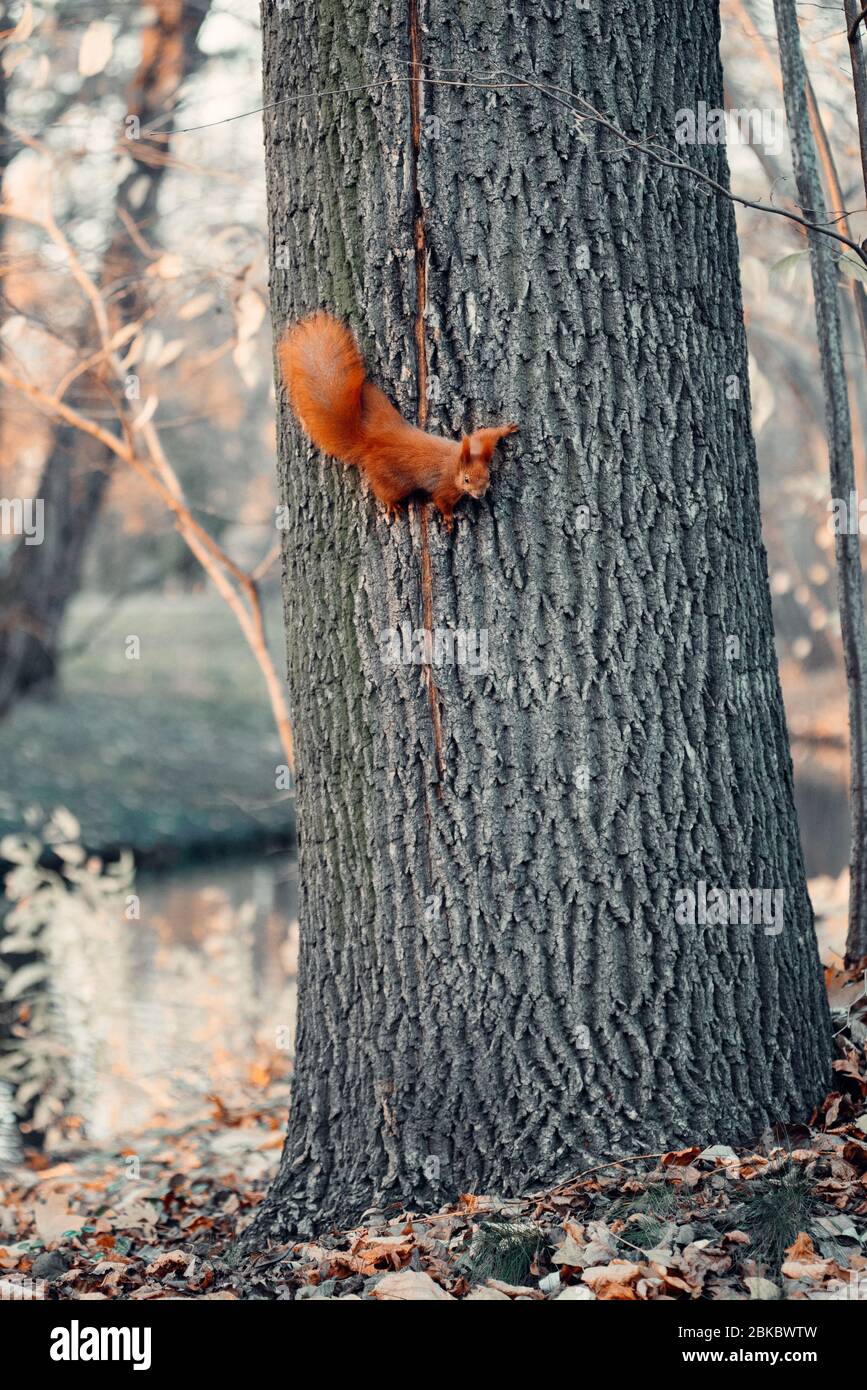 Red Squirrel on the oak tree holding to the wood bark Stock Photo - Alamy