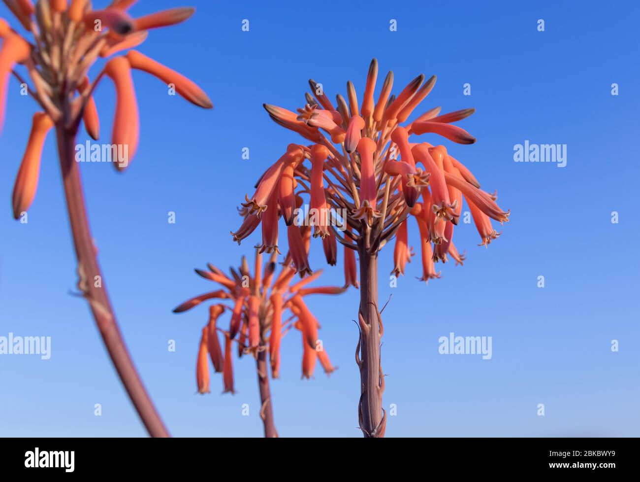 Aloe mudenensis hi-res stock photography and images - Alamy