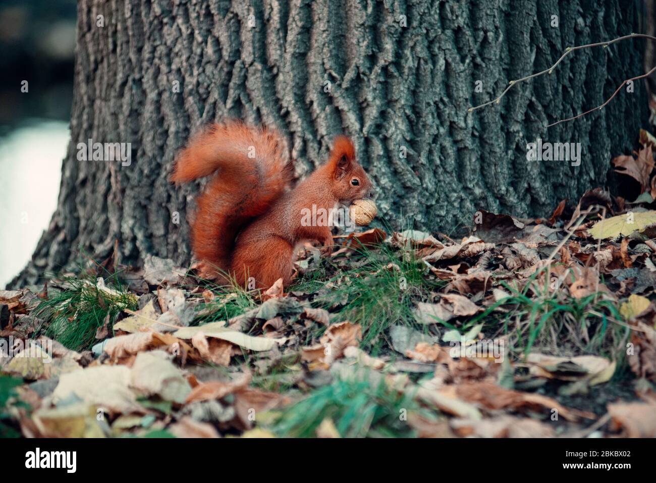 Red squirrel run up tree hi-res stock photography and images - Alamy