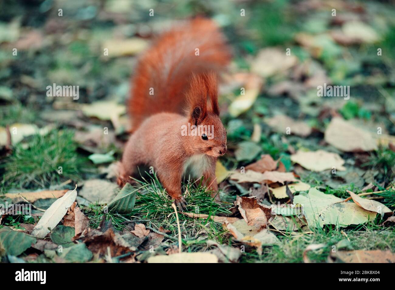 Red Squirrel running in the forest leafs during Autumn season looking ...