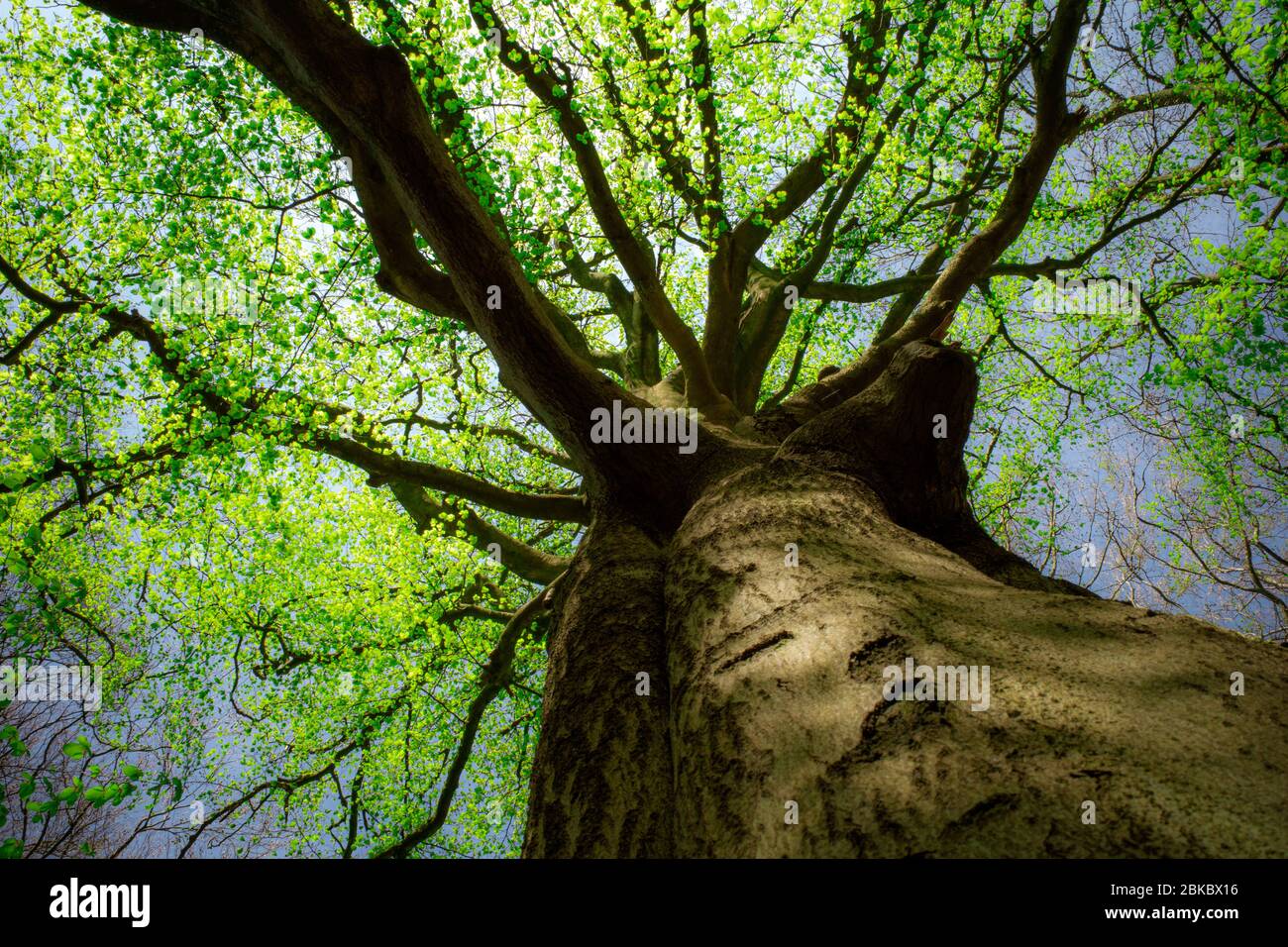 Spring Growth on a Beech Tree in an English Woodland Stock Photo - Alamy