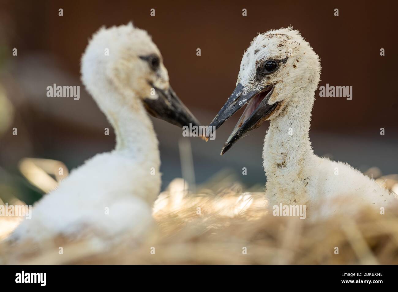 Stork symbol alsace hi-res stock photography and images - Alamy