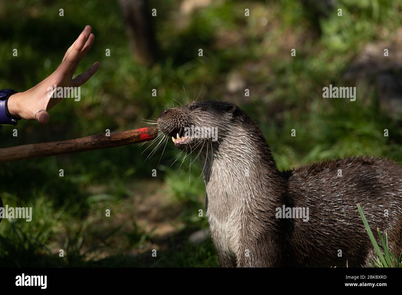 Cute otter illustration hi-res stock photography and images - Alamy