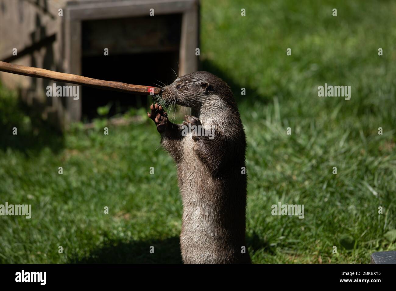 An otter is trained by his trainer Stock Photo - Alamy