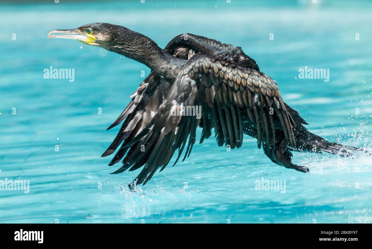 Cormorant hunt an eel during a show Stock Photo - Alamy