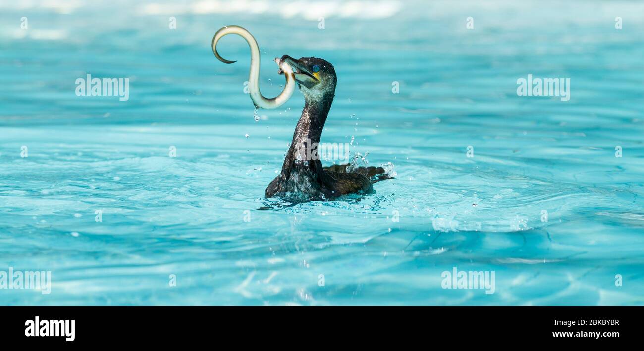 Cormorant hunt an eel during a show Stock Photo - Alamy