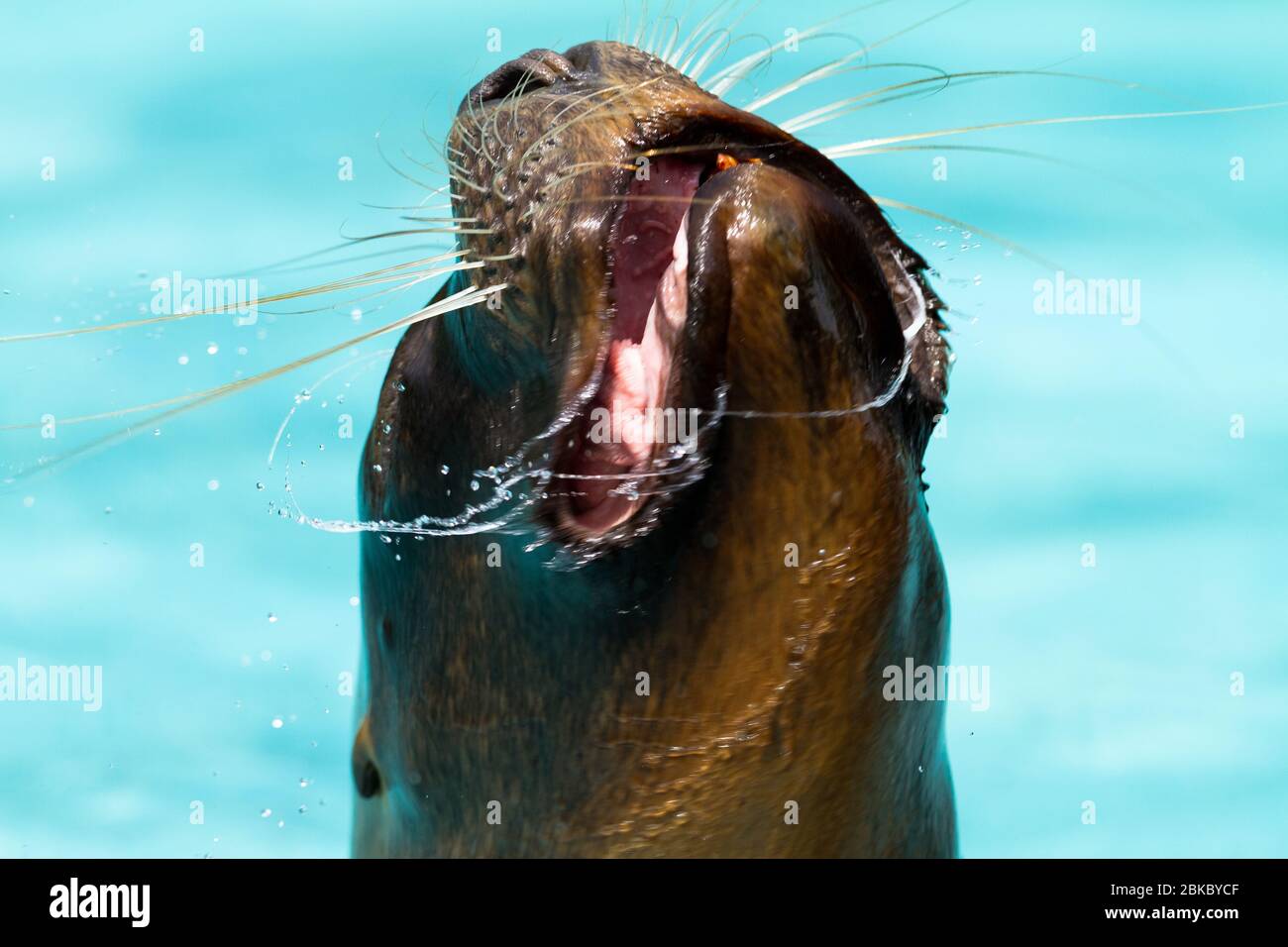 A sea lion swimming in a pool during a show Stock Photo - Alamy
