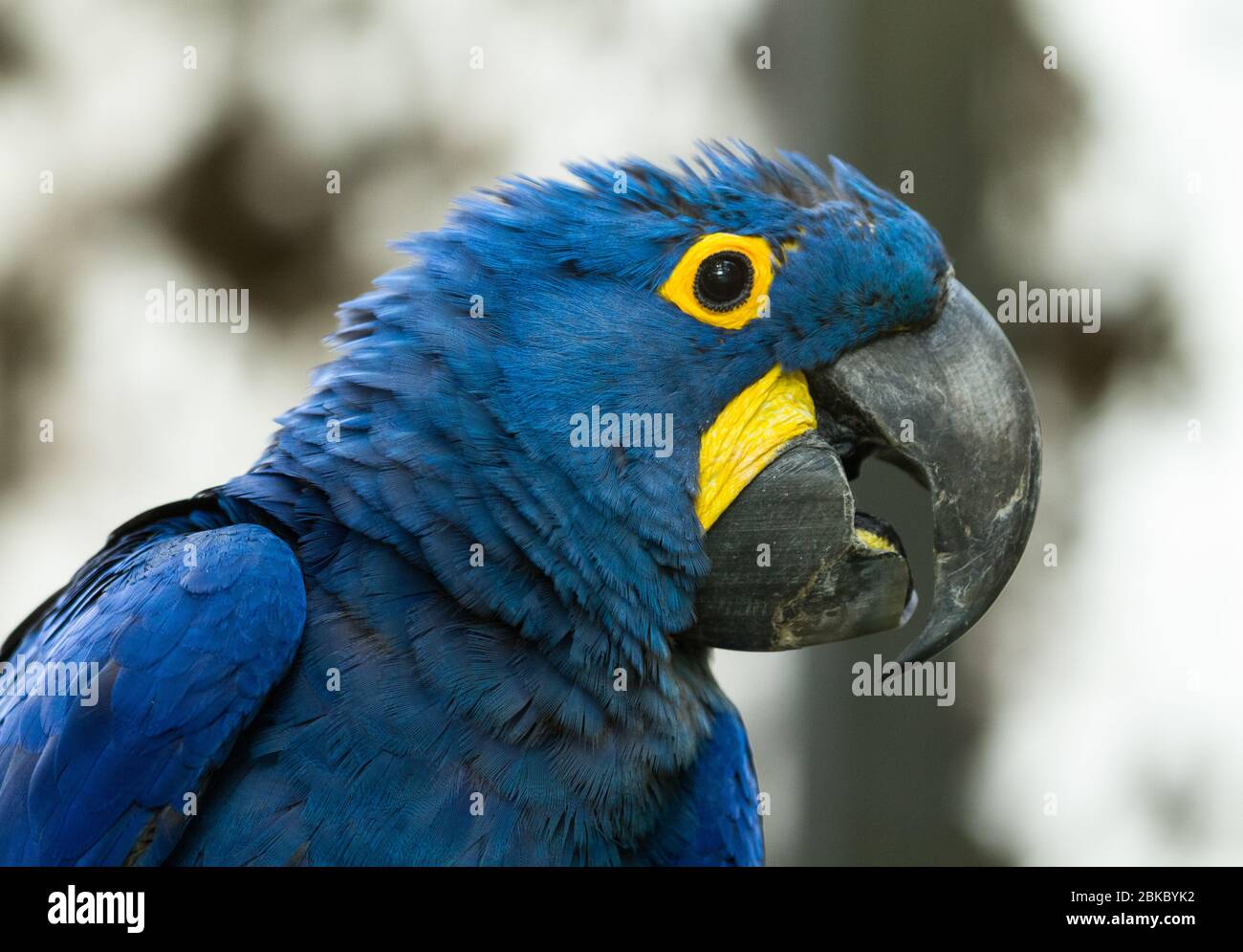 Portrait of a blue parrot Stock Photo - Alamy