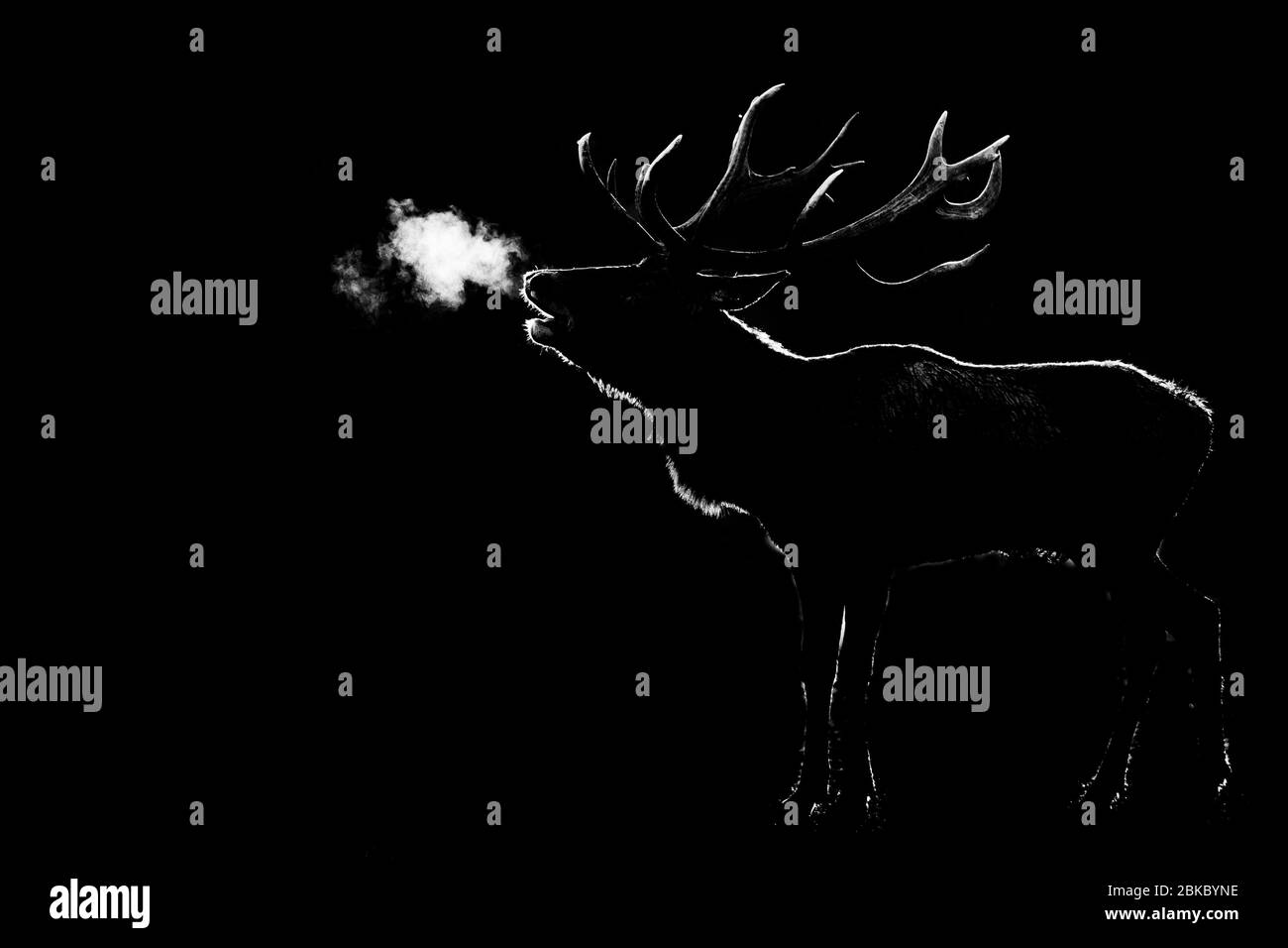 Reindeer with snow Black and White Stock Photos & Images - Alamy