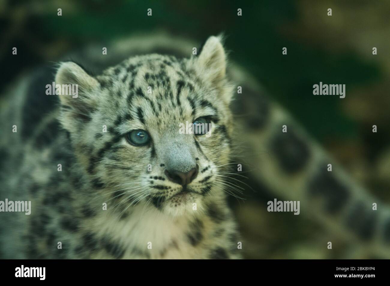 Portrait of young snow leopard Stock Photo - Alamy