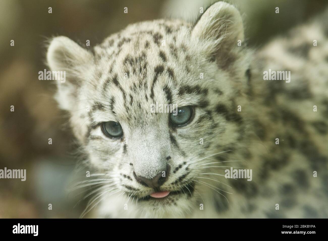 Portrait of young snow leopard Stock Photo - Alamy