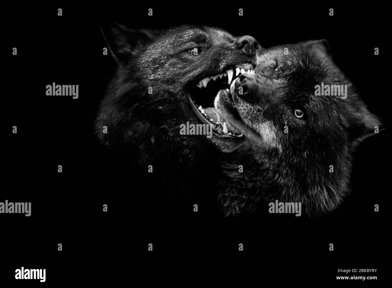 Black Wolf Angry