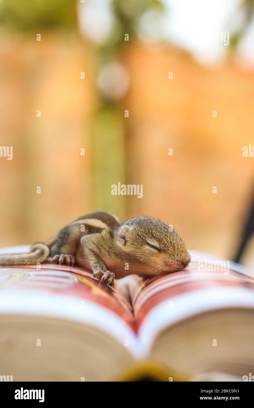 Baby squirrel sleeping on Book of Zoology, Common indian baby squirrel ...