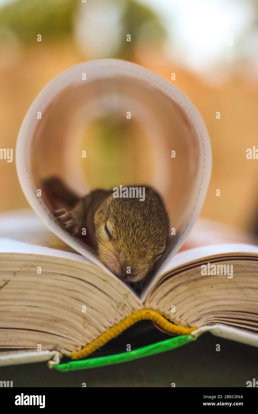 Baby squirrel sleeping on center of the book, Common indian baby ...