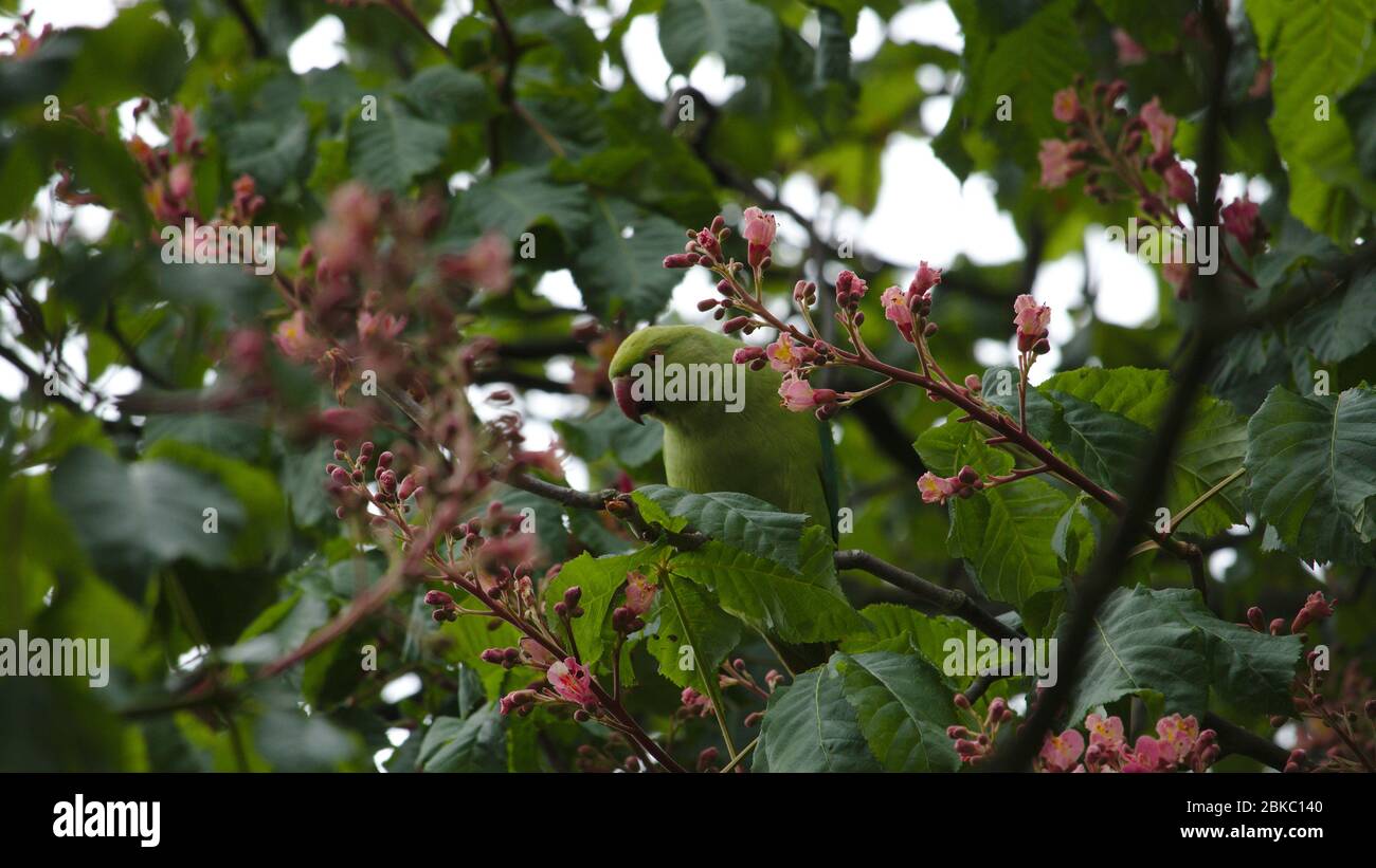 Parakeet in a tree Stock Photo - Alamy