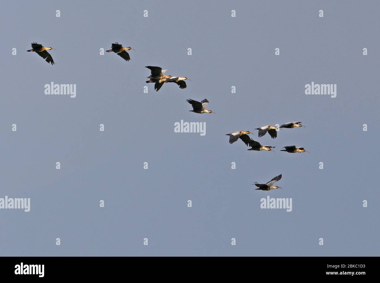 Black-faced Ibis (Theristicus melanopis) flock in flight Tinajones ...